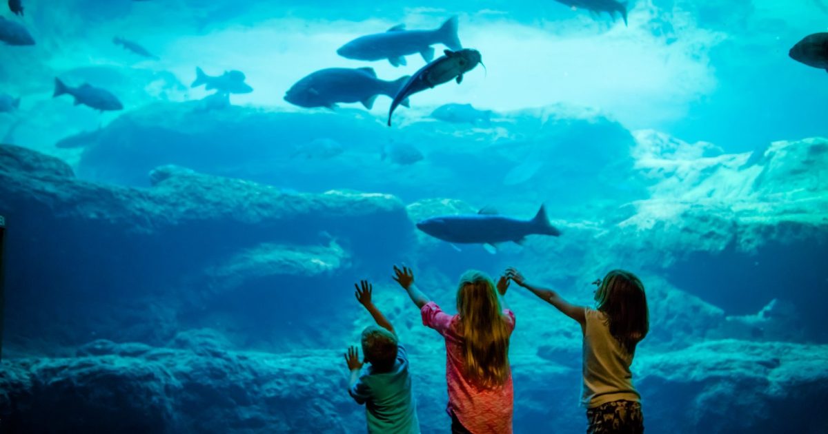 Into the Deep: Exploring the Hidden Wonders of Blue-Hole Springs ...