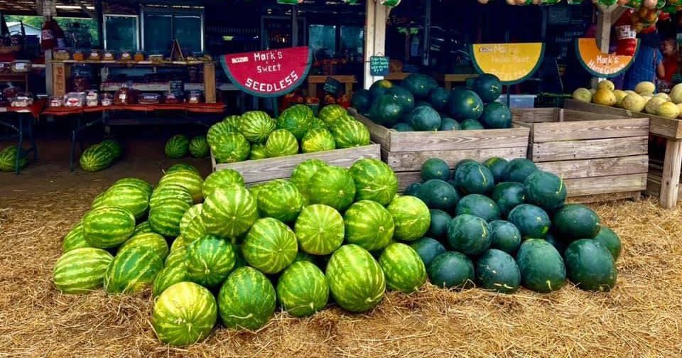 Small Business Spotlight on Mark’s Melon Patch | Visit Albany, Georgia